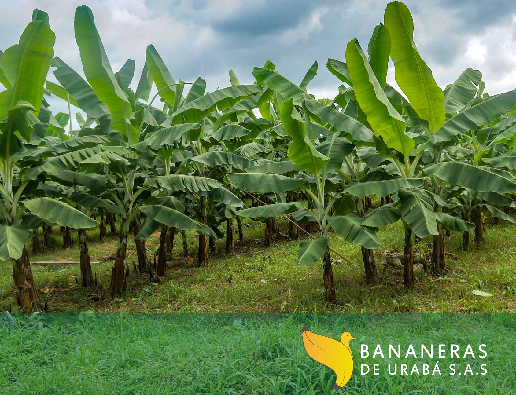 Los 62 años de Bananeras de Urabá
