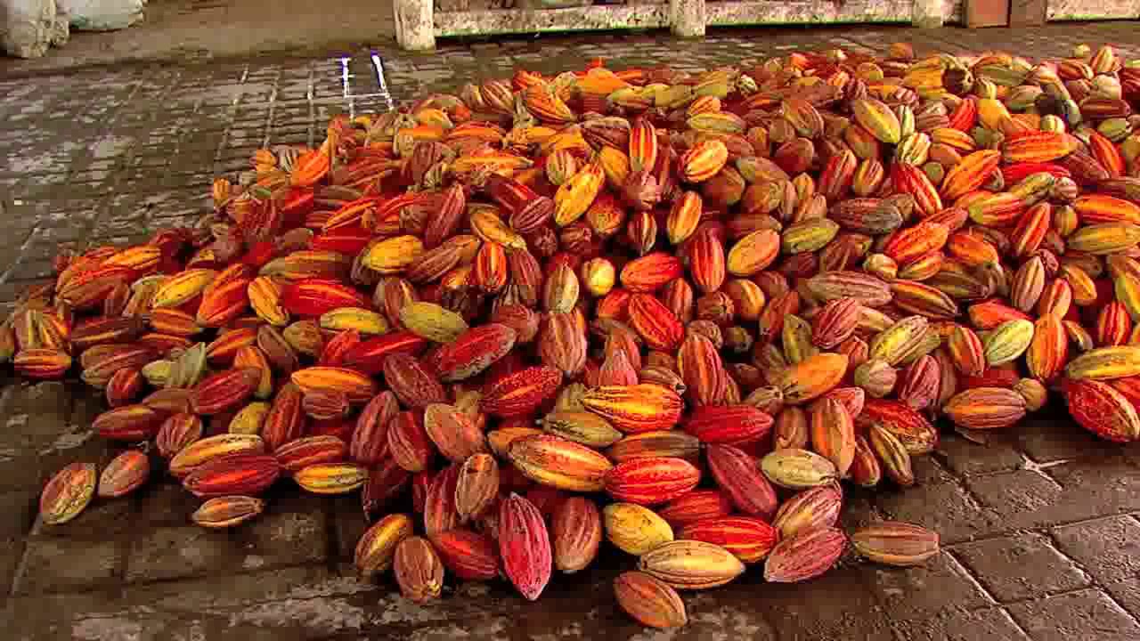 Necoclí con sabor a Chocolate